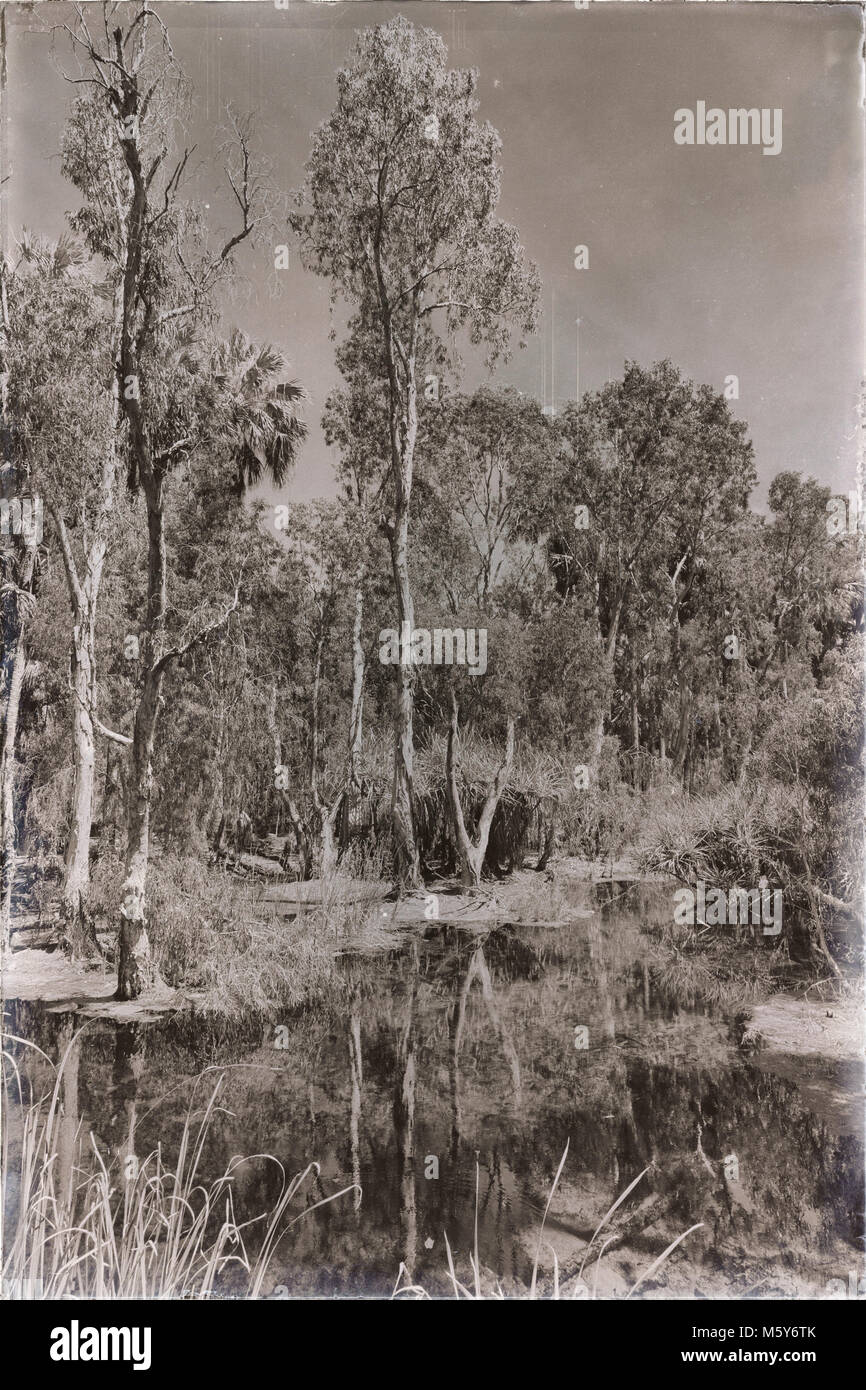in australia mataranka river the palm and the lake in the nature Stock ...