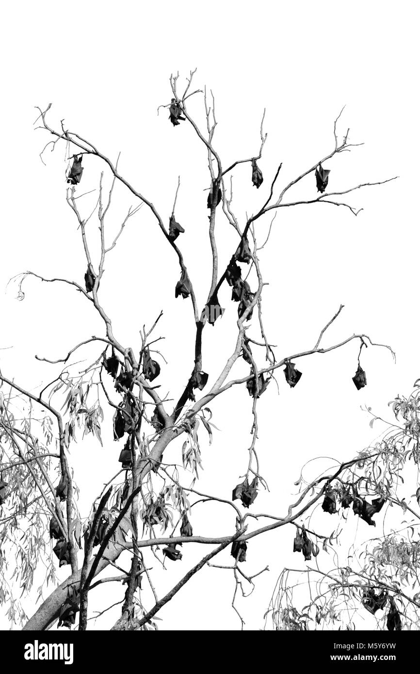 in the australia outback the wilderness colony of bat in the tree Stock ...