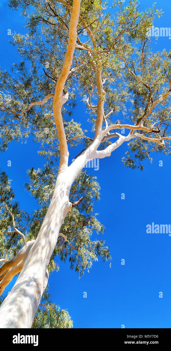 in australia outback the tree and leaf in the clear sky Stock Photo - Alamy