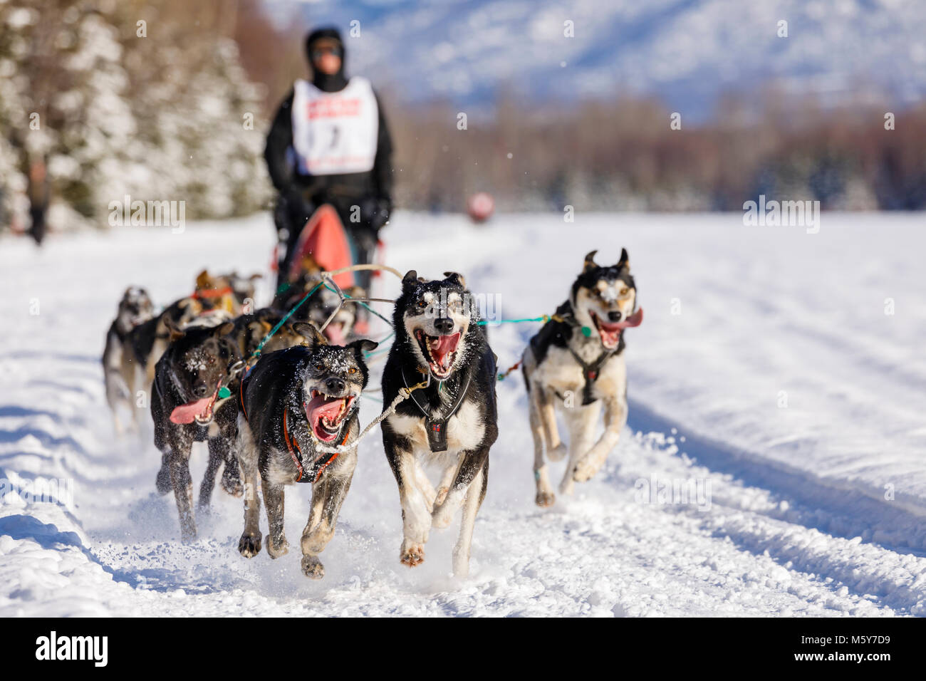 Musher Dave Turner competing in the Fur Rendezvous World Sled Dog ...