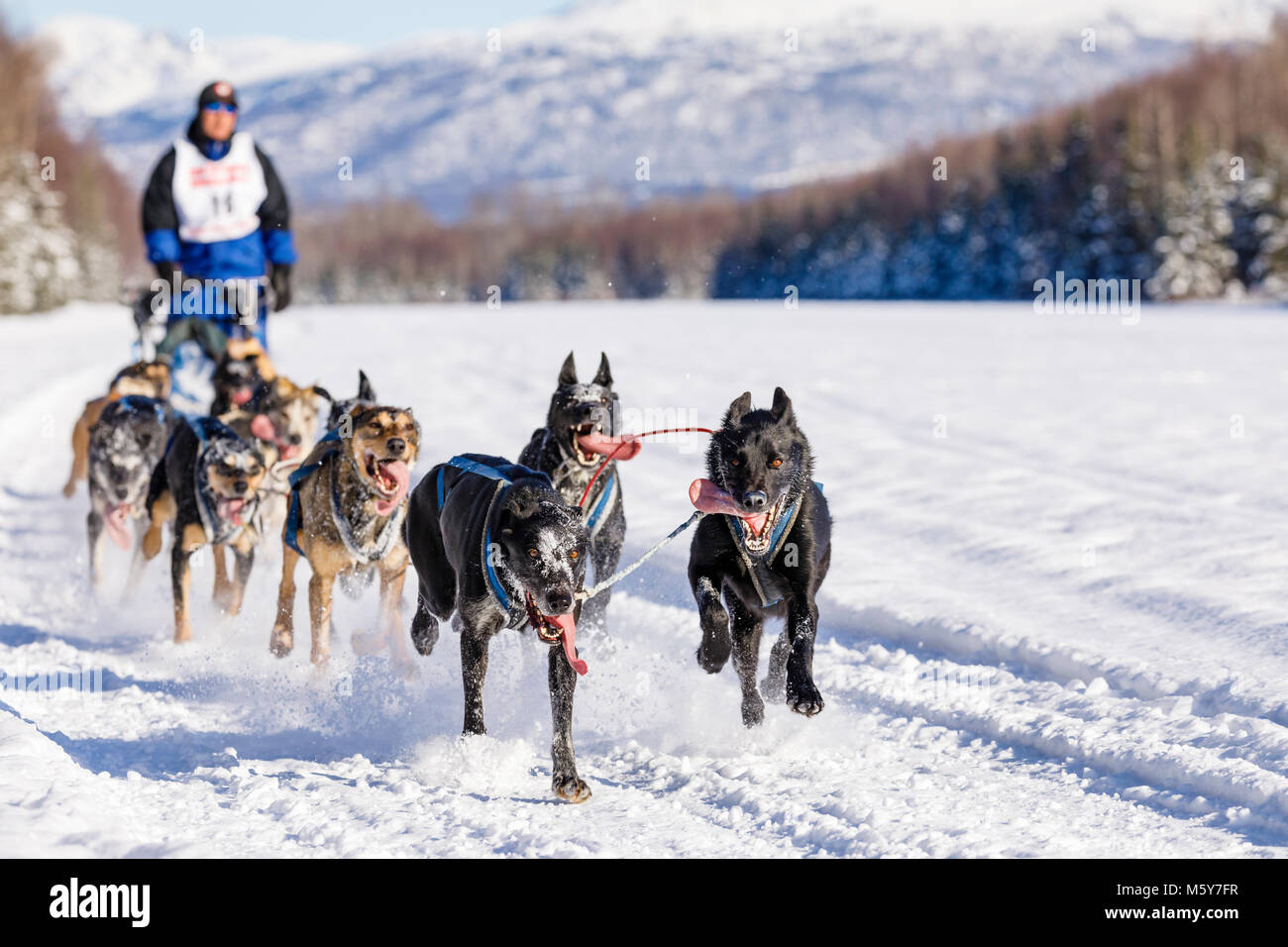 Musher Greg Taylor competing in the Fur Rendezvous World Sled Dog ...