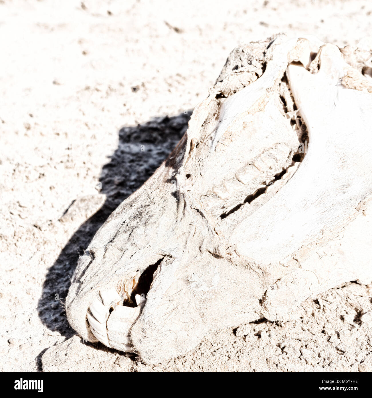 in ethiopia africa dead head horse and animal cranium in the desert of ...