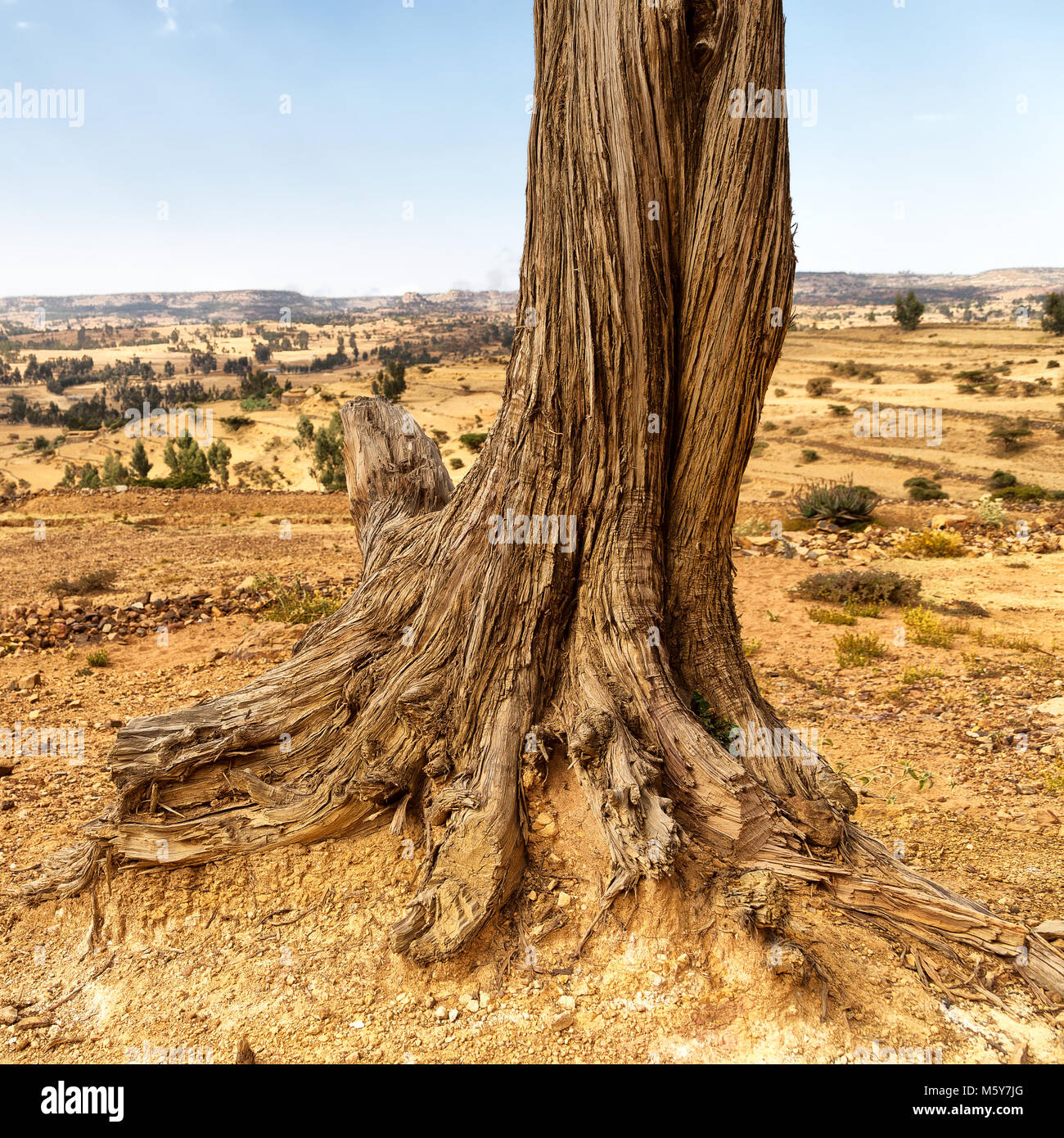 in ethiopia africa in the old valley a dead tree and his roots in the ...