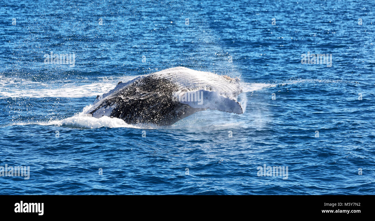 in australia a free whale in the ocean like concept of freedom Stock ...