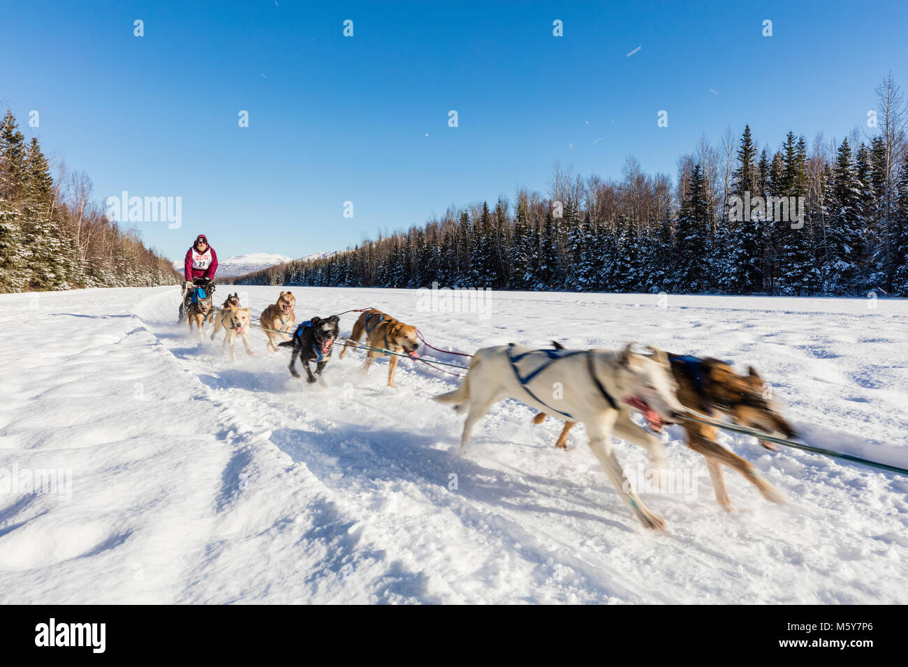 Musher Evan Hahn competing in the Fur Rendezvous World Sled Dog ...