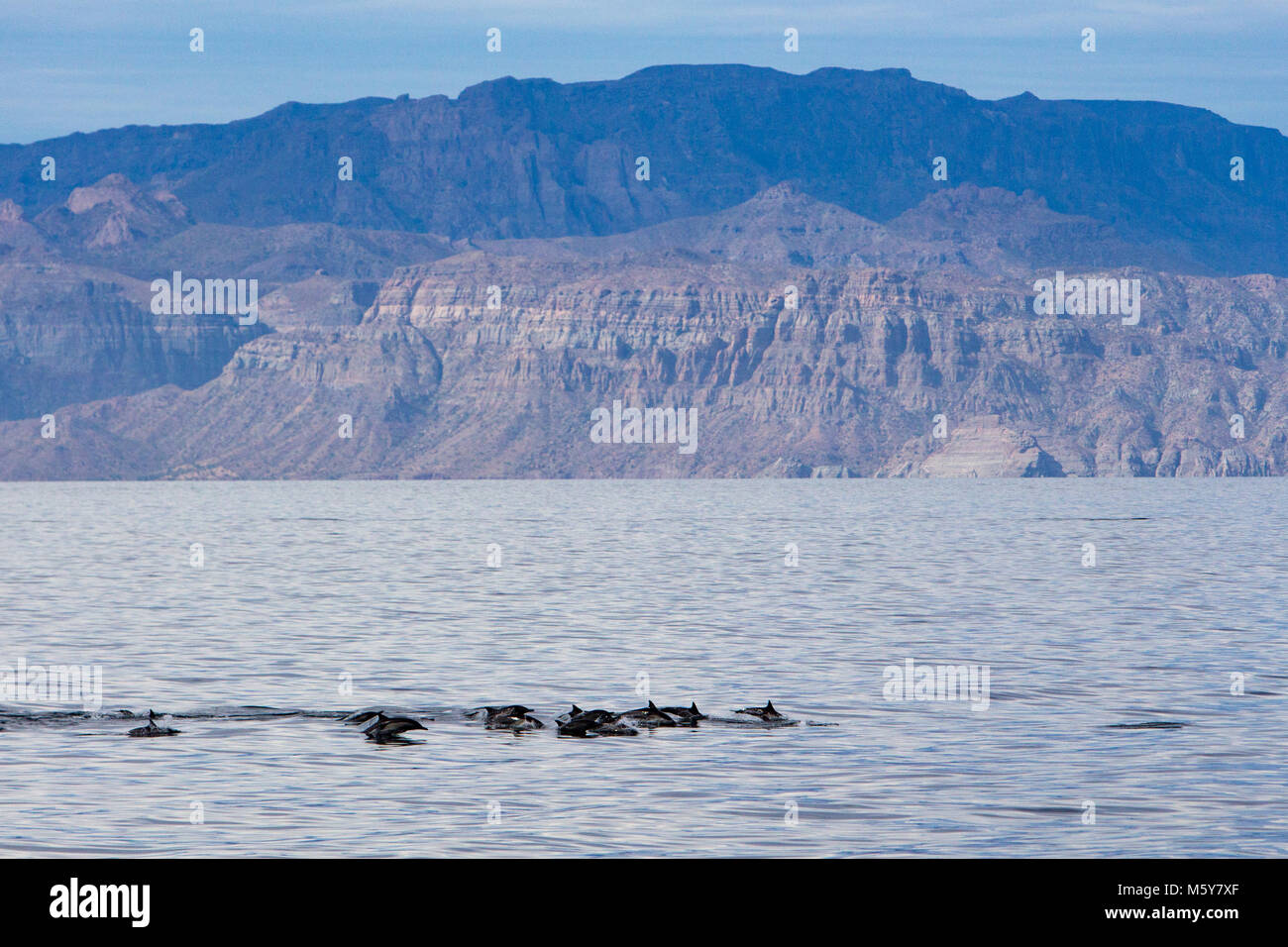 Common dolphins travel in a pod in front of the volcanic layered ...
