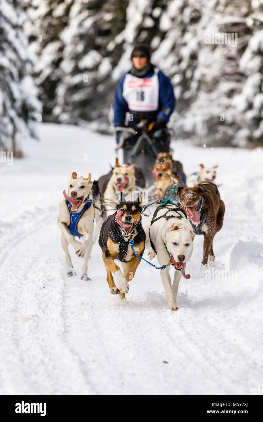 Musher Nathan Sterling competing in the Fur Rendezvous World Sled Dog ...