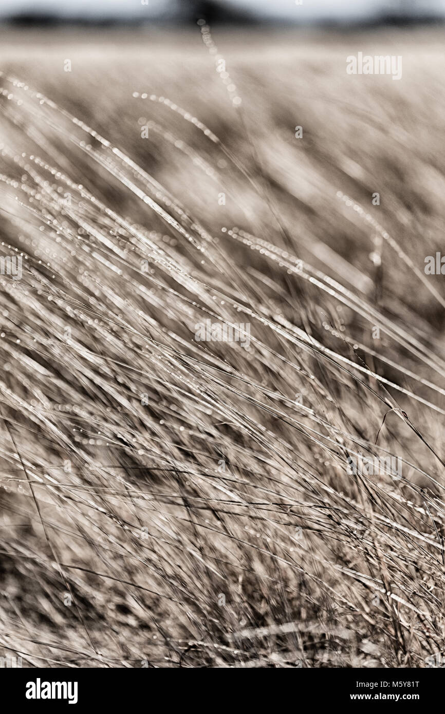 Asian rice fiels hi-res stock photography and images - Alamy