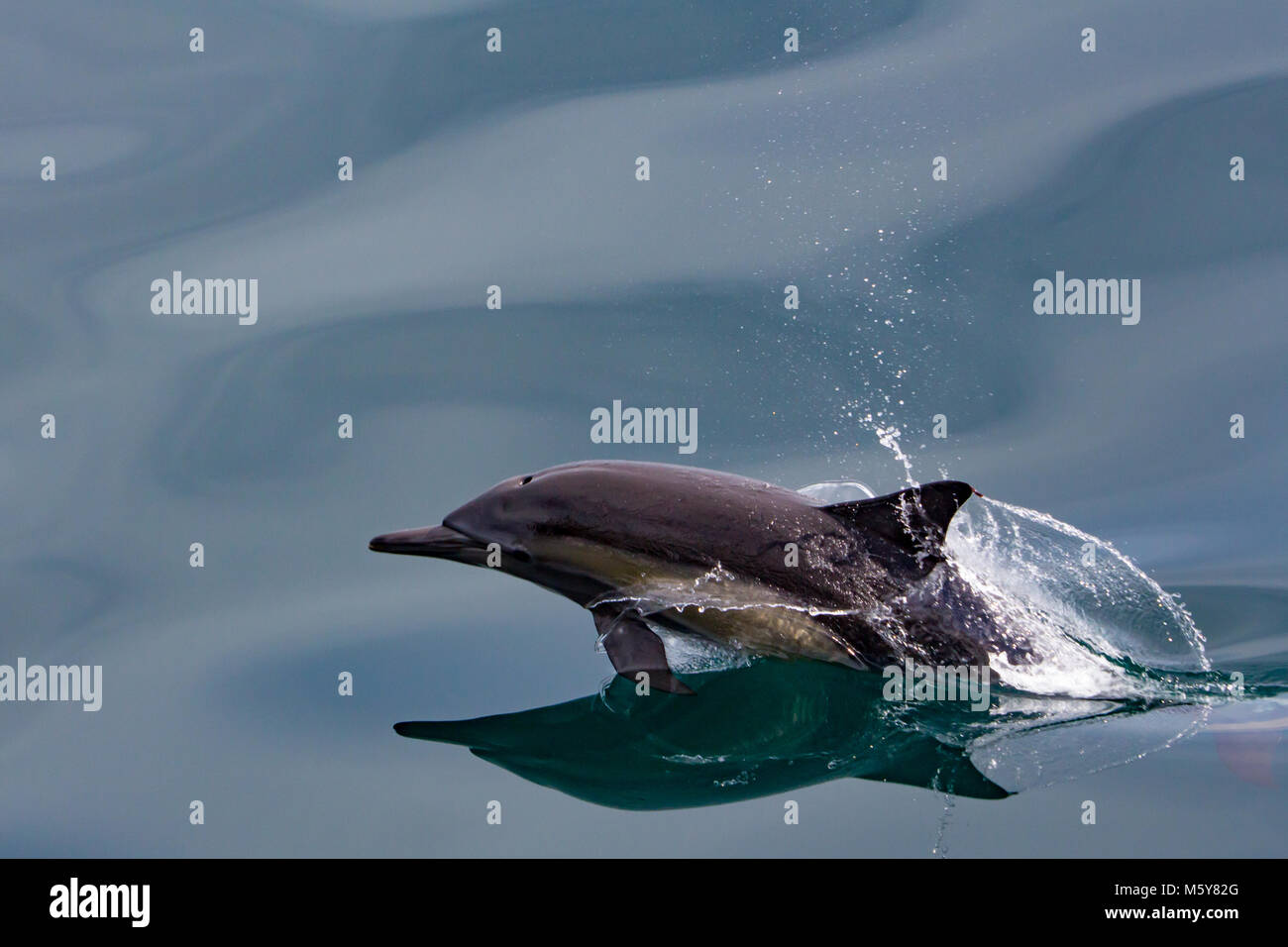 Common dolphins bow riding the nature expedition cruise ship the ...