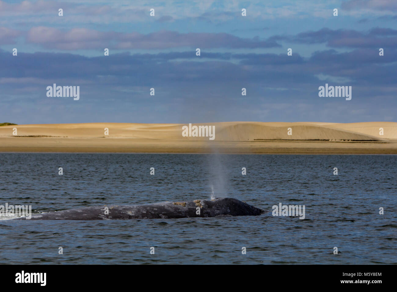 A gray whale surfaces near the sand dunes in in Magdalena Bay, Baja ...