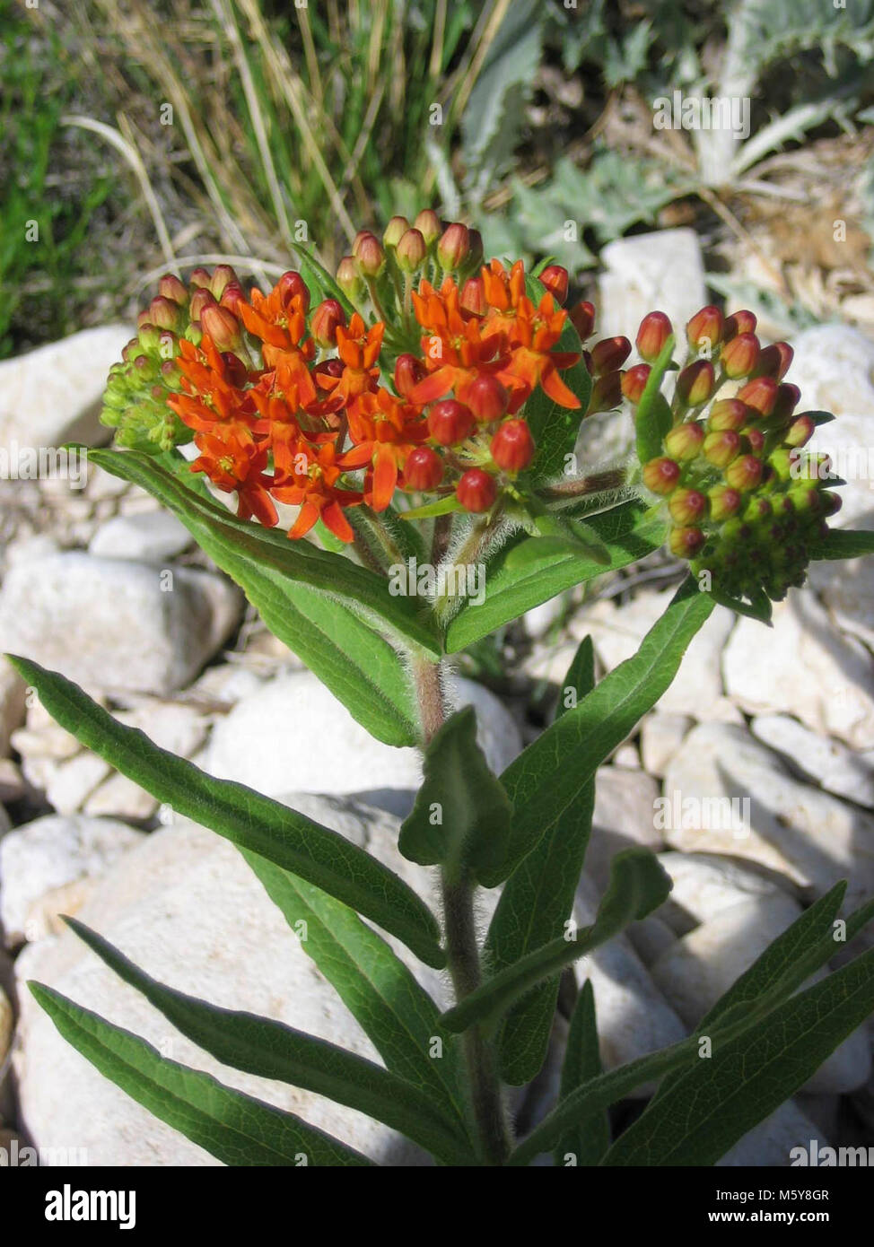 Asclepias tuberosa (Butterflyweed Stock Photo - Alamy
