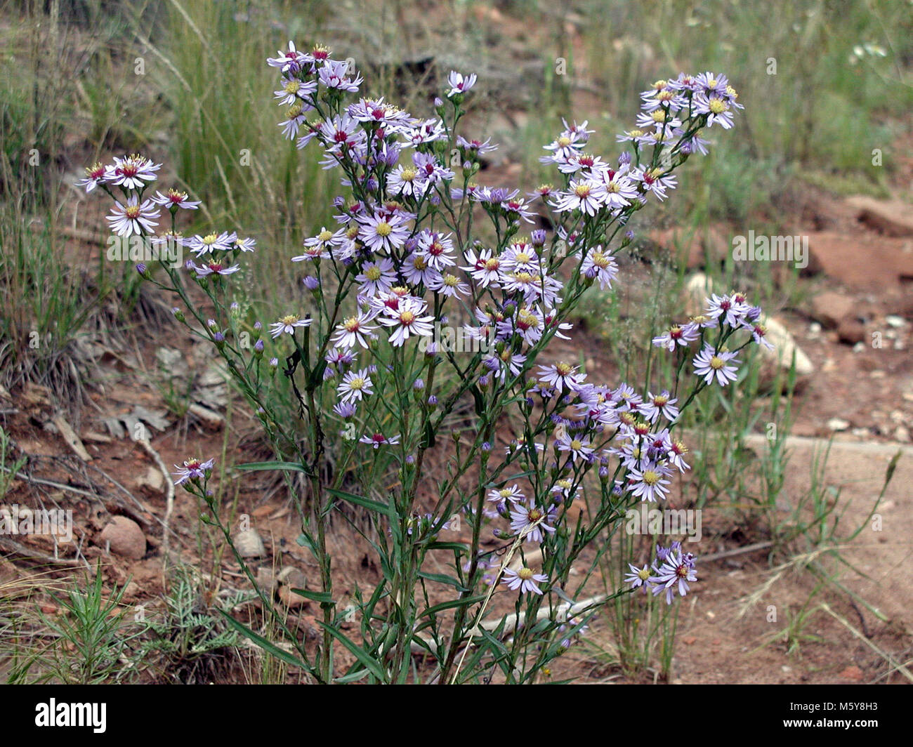 Hesperius hi-res stock photography and images - Alamy