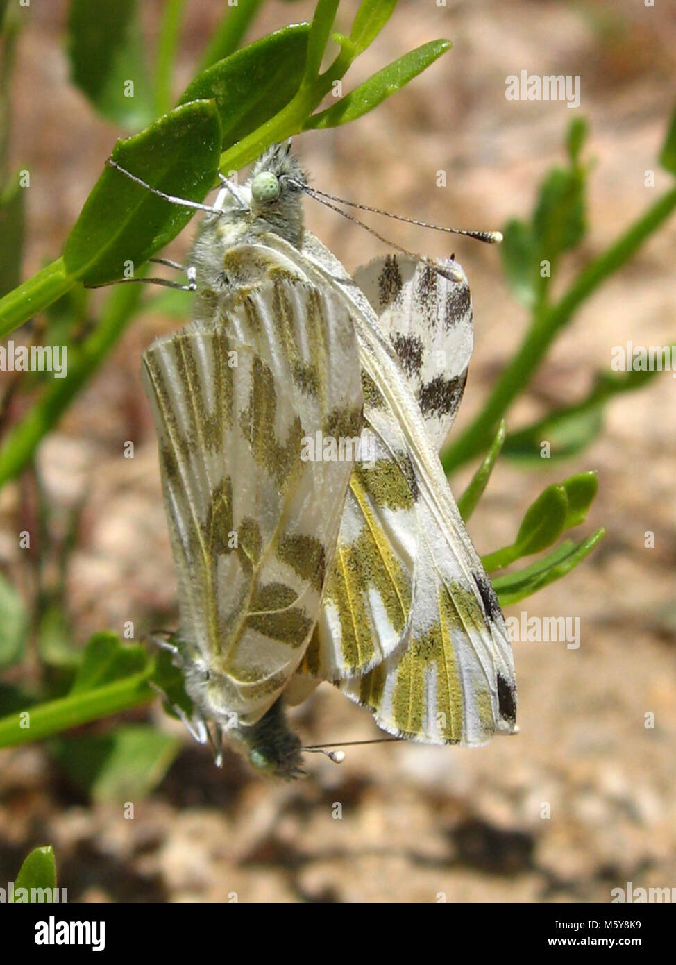 Becker's White Butterflies; Pontia beckerii Stock Photo - Alamy