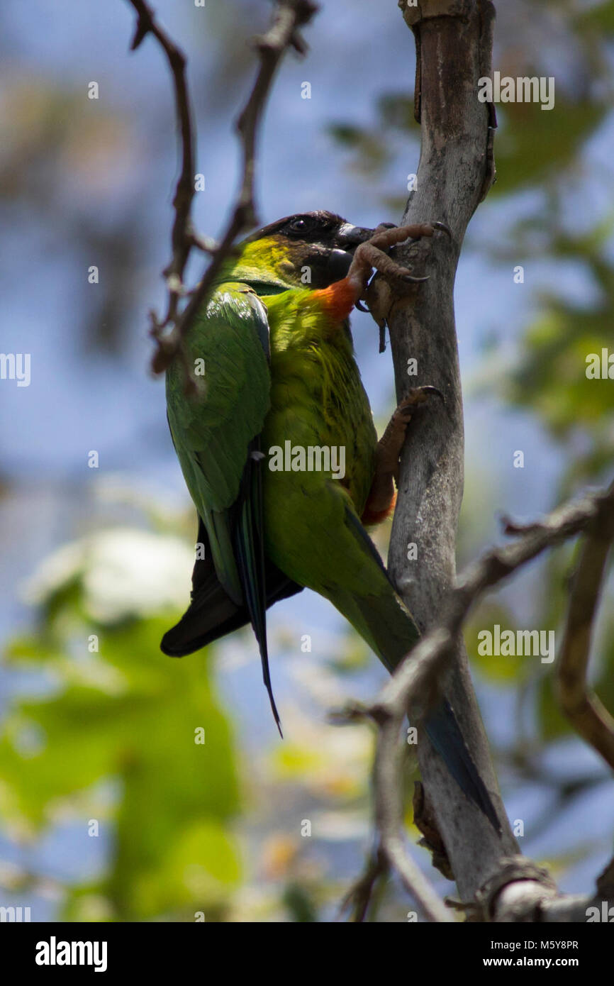 Black-hooded Parakeet. Black-hooded Parakeet. Non-native species Stock ...