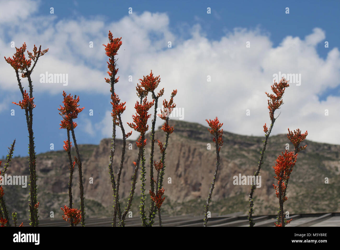 Ocotillo blooms hi-res stock photography and images - Alamy