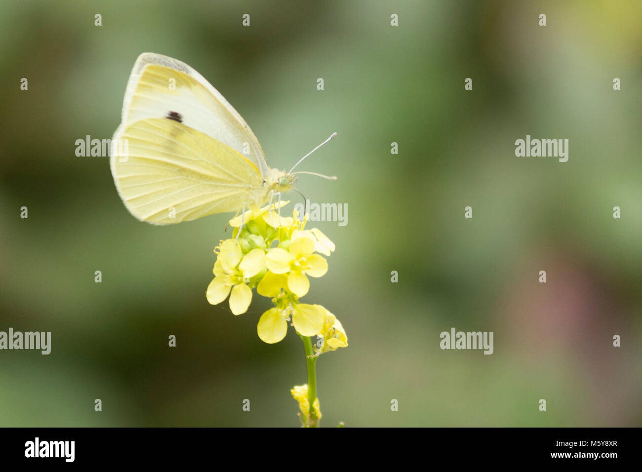 Butterfly. Butterfly on mustard; proboscus is visible Stock Photo - Alamy