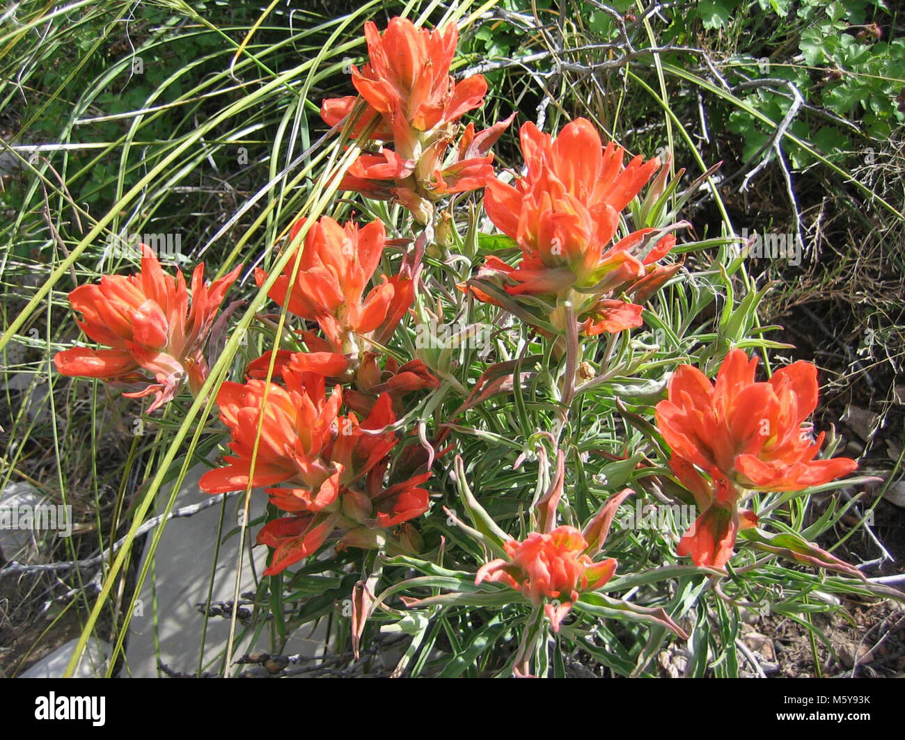 Castilleja integra (Indian Paintbrush Stock Photo - Alamy