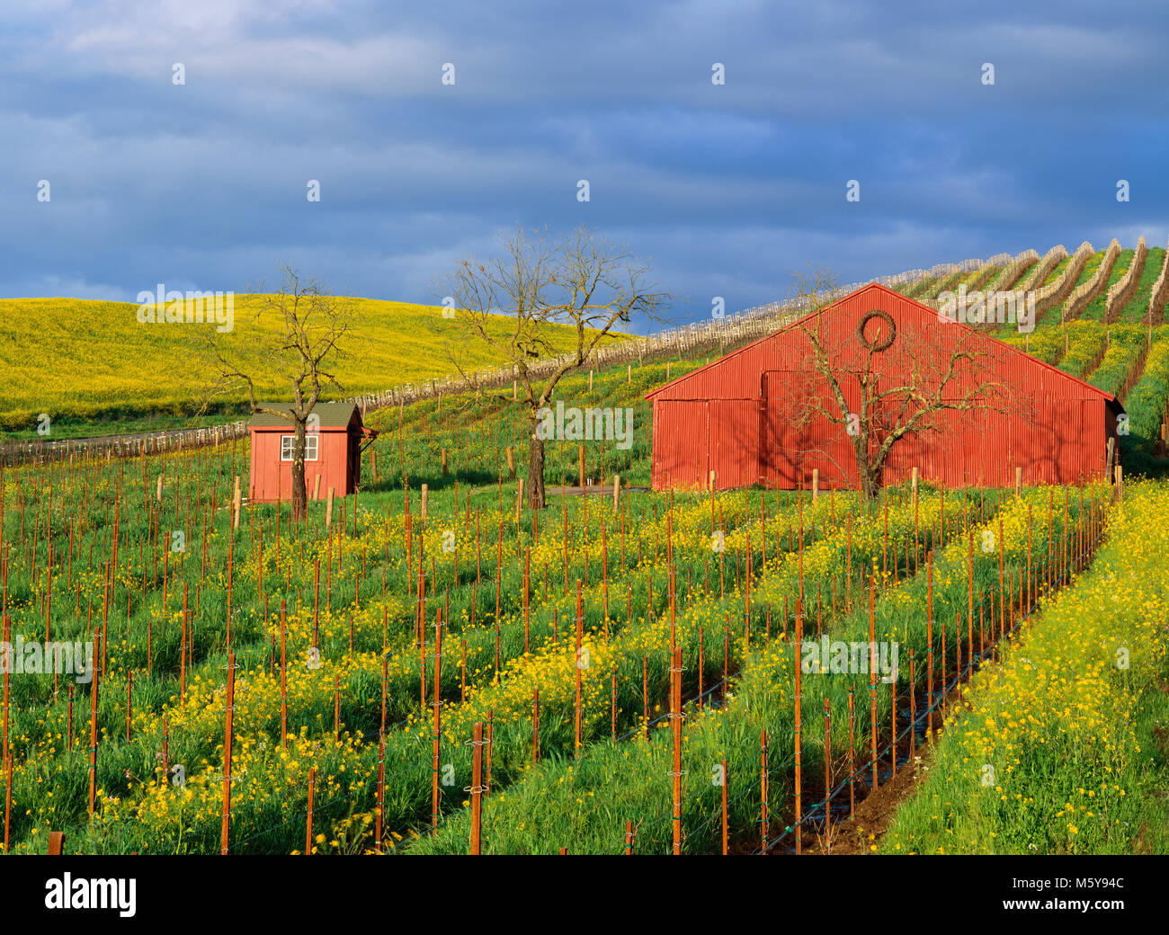 Carneros appellation hi-res stock photography and images - Alamy