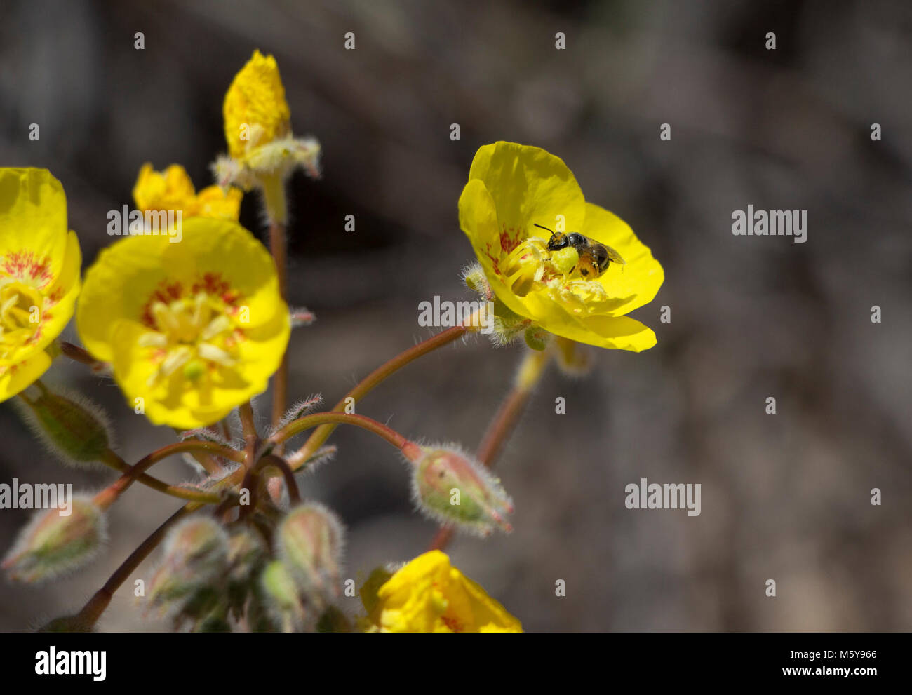 Chylismia brevipes hi-res stock photography and images - Alamy