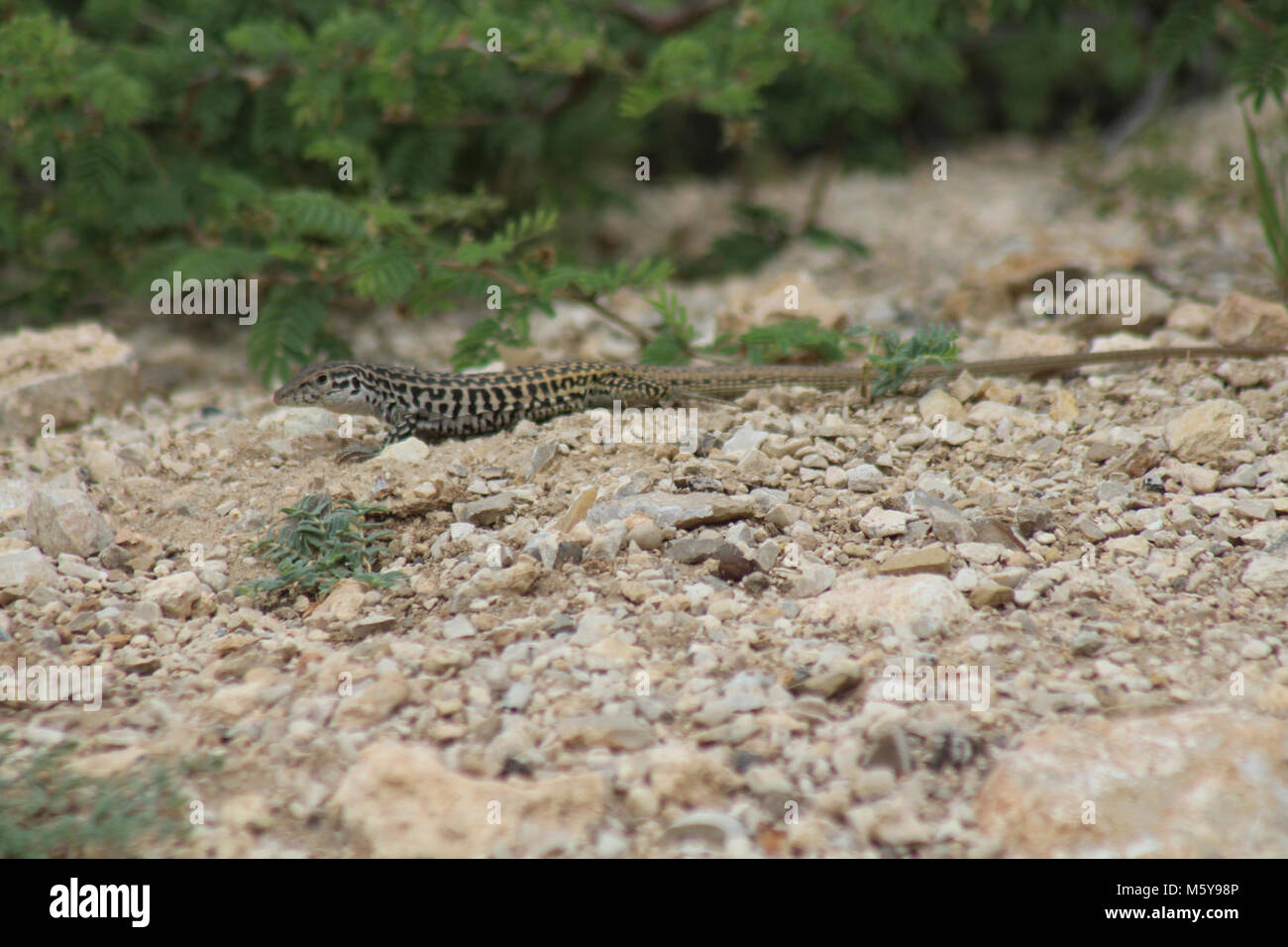 Common Checkered Whiptail Stock Photo - Alamy
