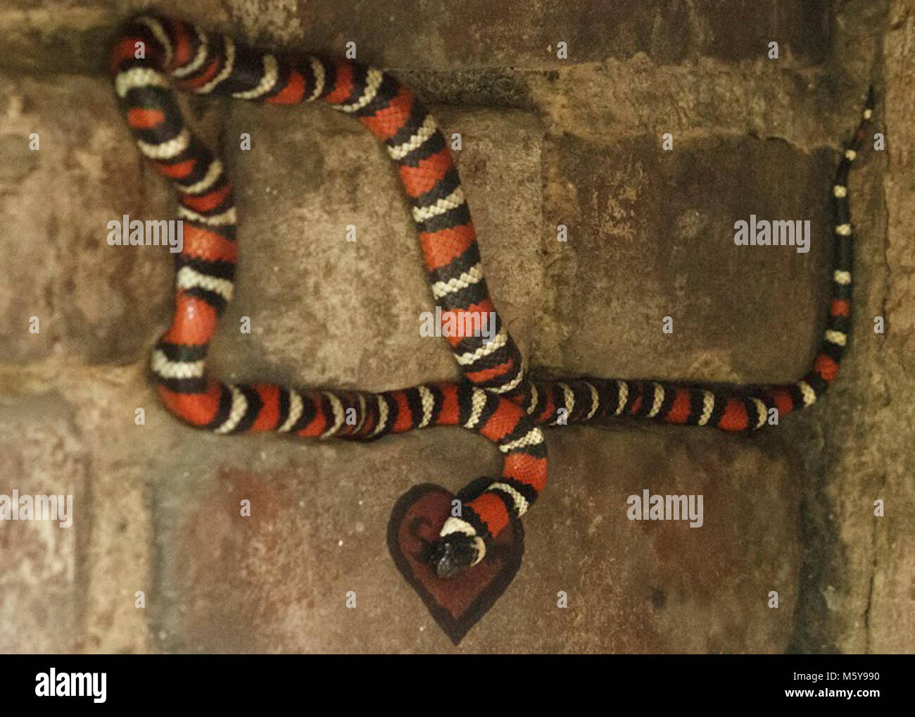 California mountain king snake at Solstice Canyon Stock Photo - Alamy