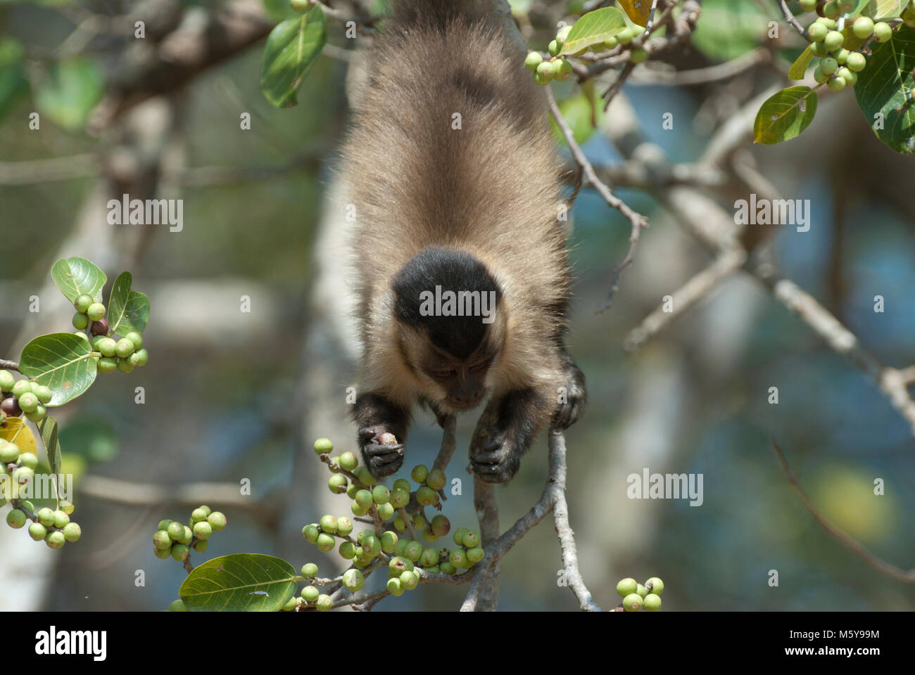 Black-striped (aka bearded) capuchin feeding on palm nuts Stock Photo ...