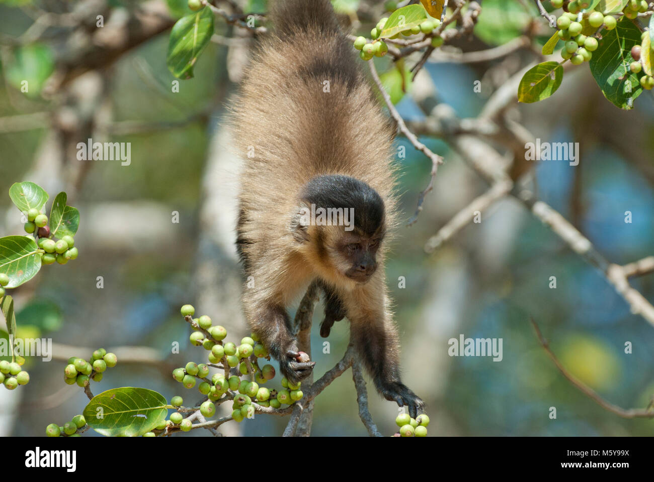 Black-striped (aka bearded) capuchin feeding on palm nuts Stock Photo ...