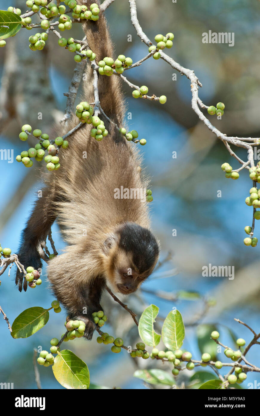 Bearded Capuchin High Resolution Stock Photography and Images - Alamy