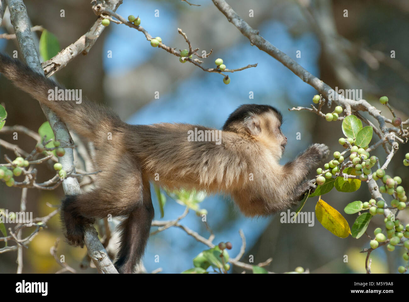 Black-striped (aka bearded) capuchin feeding on palm nuts Stock Photo ...