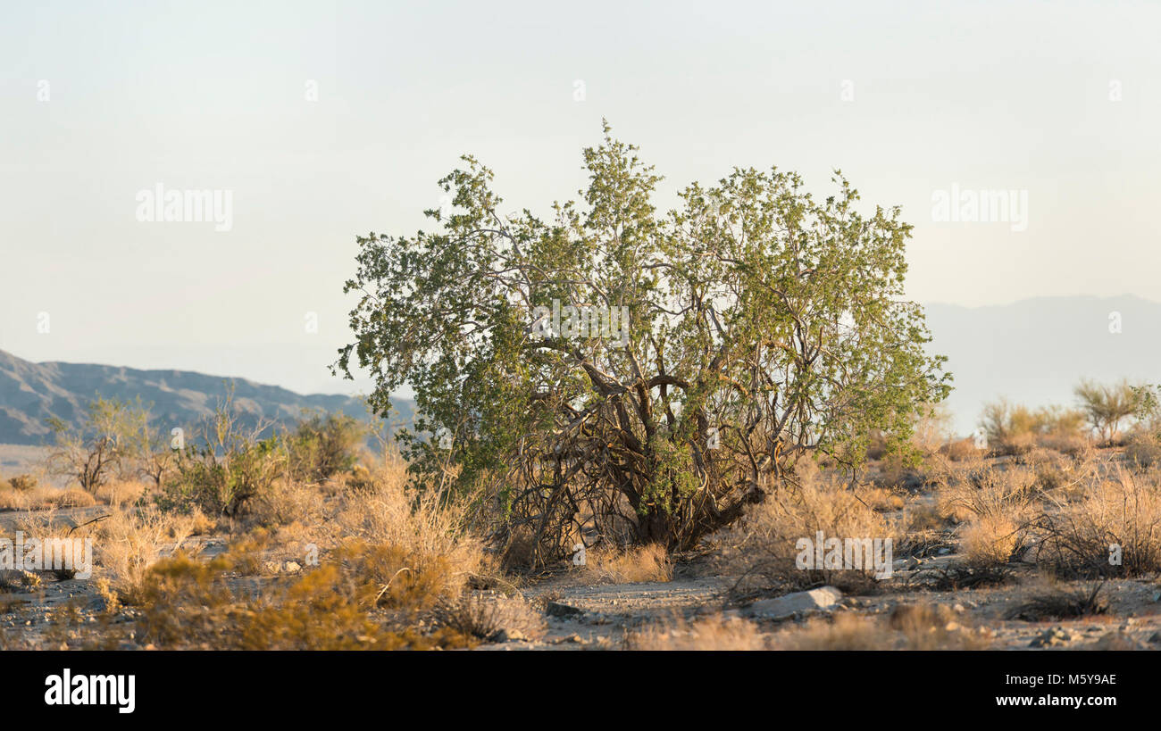 Desert ironwood hi-res stock photography and images - Alamy