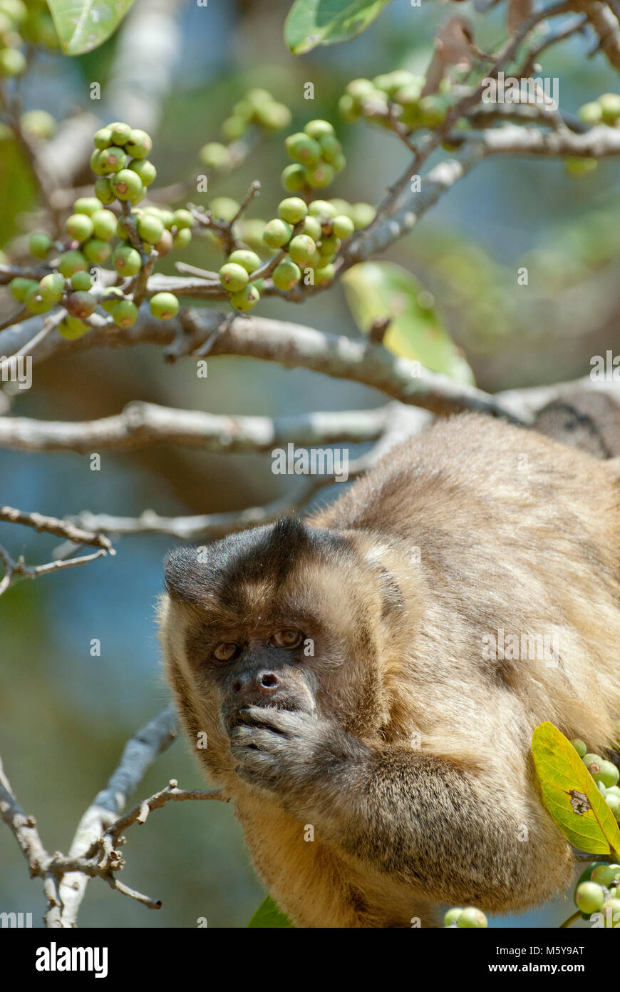 Black-striped (aka bearded) capuchin feeding on palm nuts Stock Photo ...