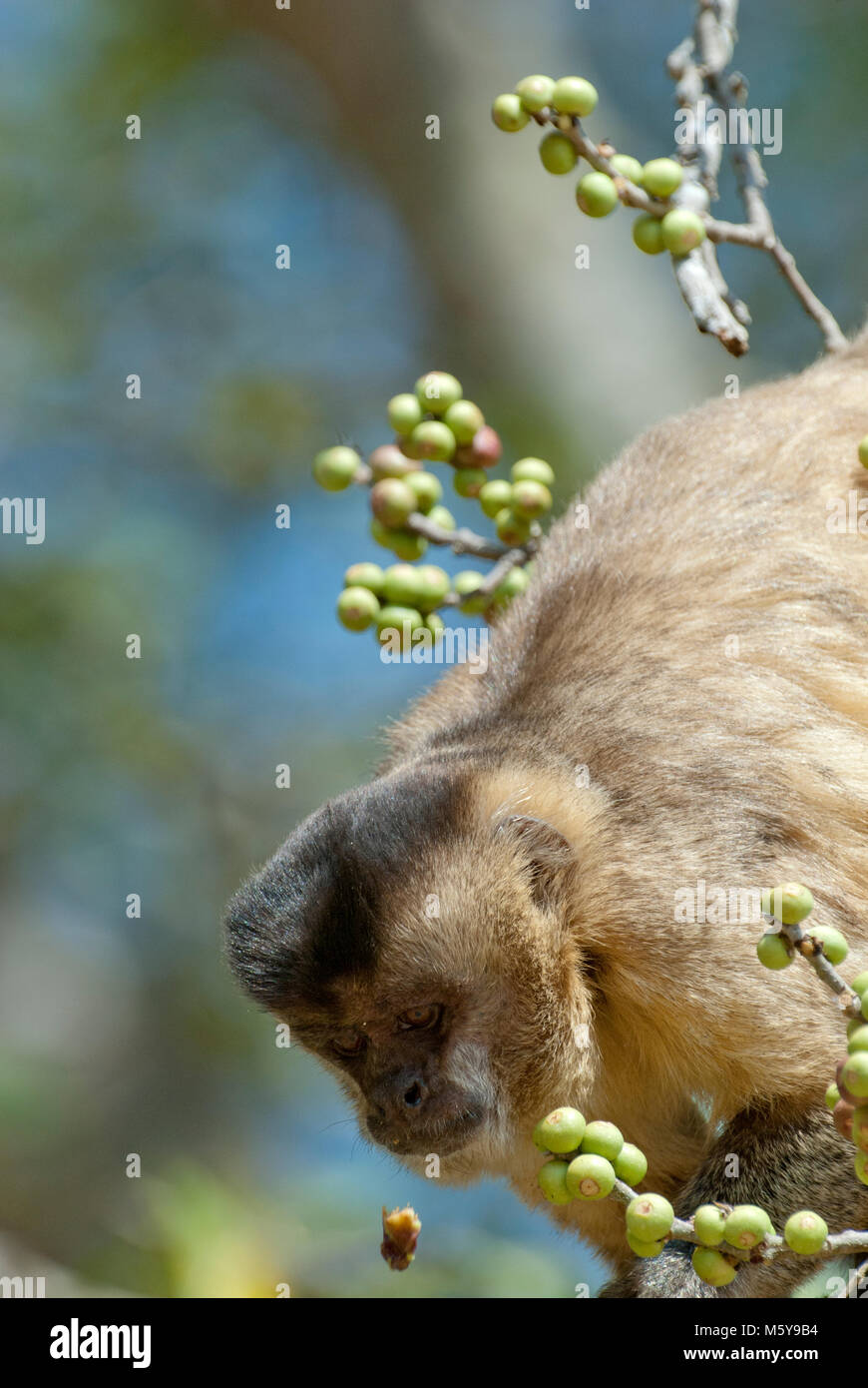 Black-striped (aka bearded) capuchin feeding on palm nuts and spitting ...