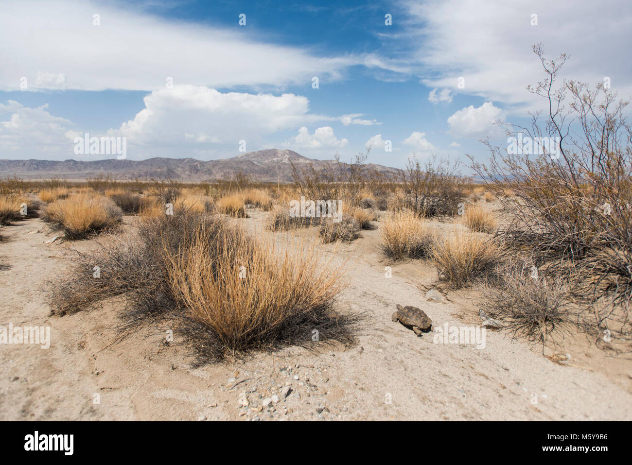 Desert tortoise walking in the Pinto Basin Stock Photo - Alamy