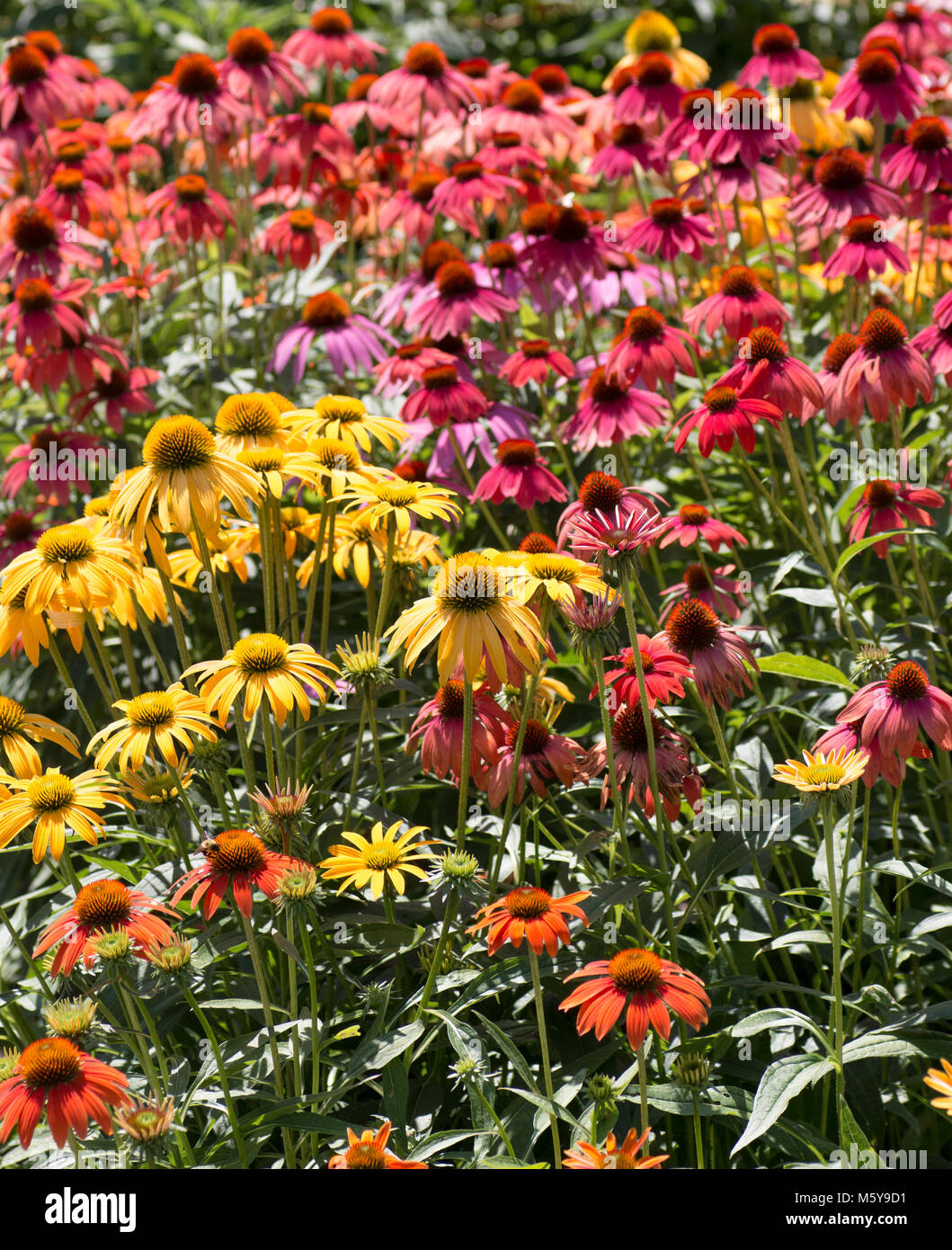 Daisy full of colors Stock Photo - Alamy