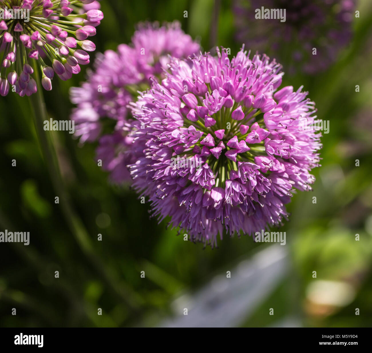 Purple Macro Button Flower Stock Photo - Alamy