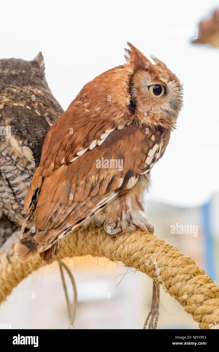 Eastern Screen Owl Stock Photo - Alamy