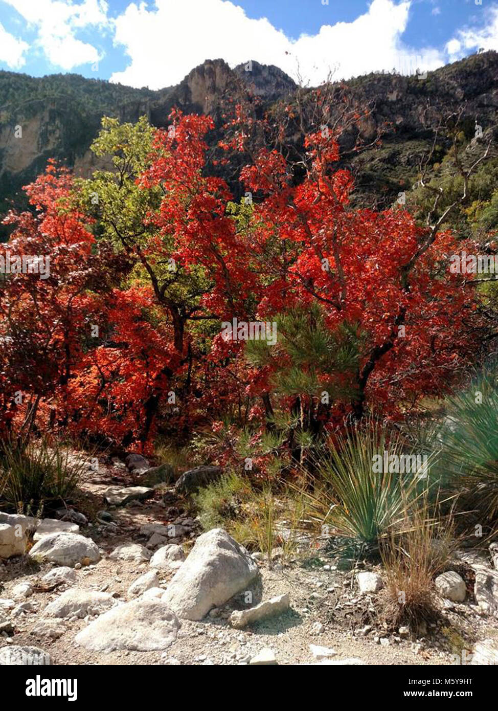 Fall Colors - Devil's Hall Stock Photo - Alamy