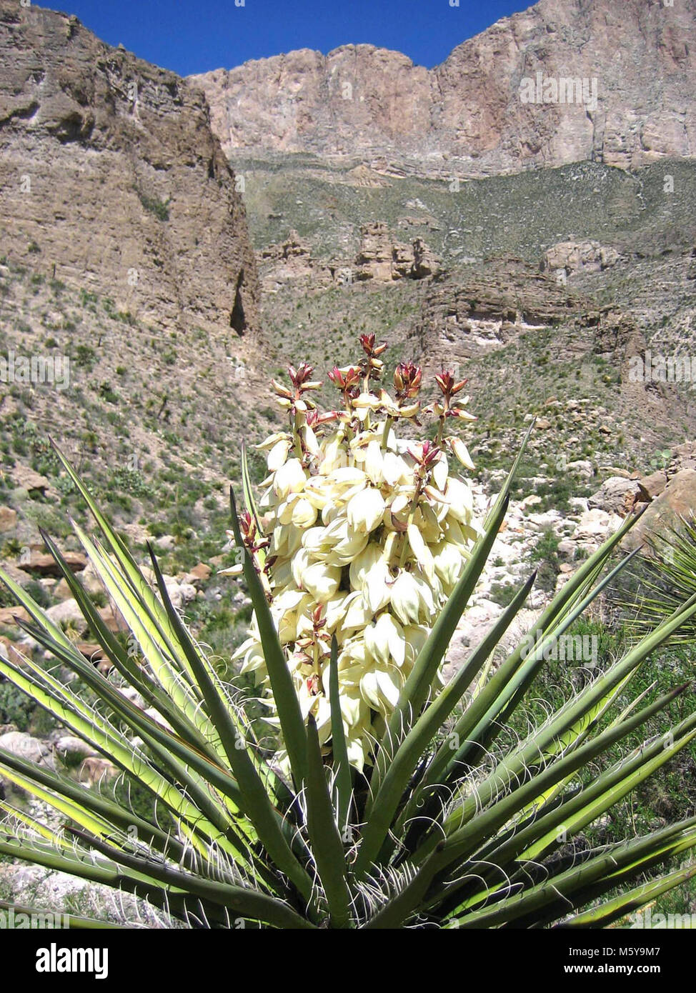 Flowering Yucca in Shumard Canyon Stock Photo - Alamy