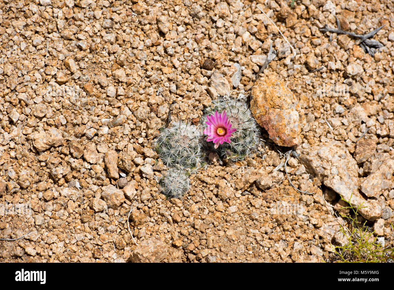 Foxtail cactus hi-res stock photography and images - Alamy
