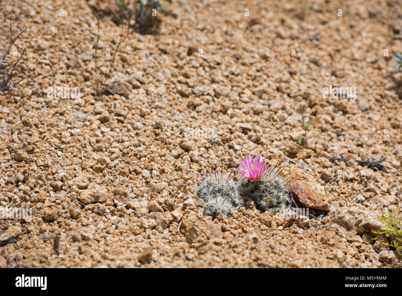 Foxtail cactus hi-res stock photography and images - Alamy