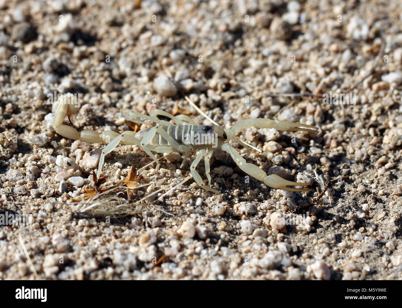 Giant Hairy Scorpion, Hadrurus sp Stock Photo - Alamy