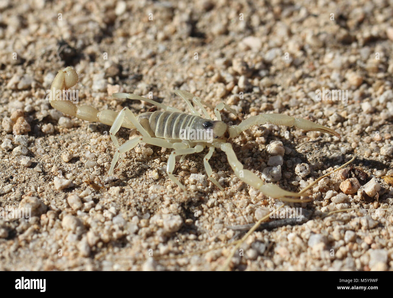 Giant Hairy Scorpion, Hadrurus sp Stock Photo - Alamy