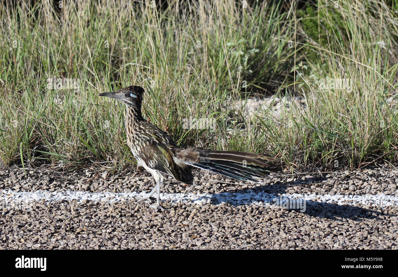 Guadalupe mountains national park birds hi-res stock photography and ...