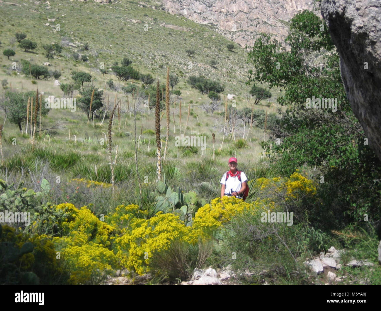 Hiker on Tejas Trail Stock Photo - Alamy