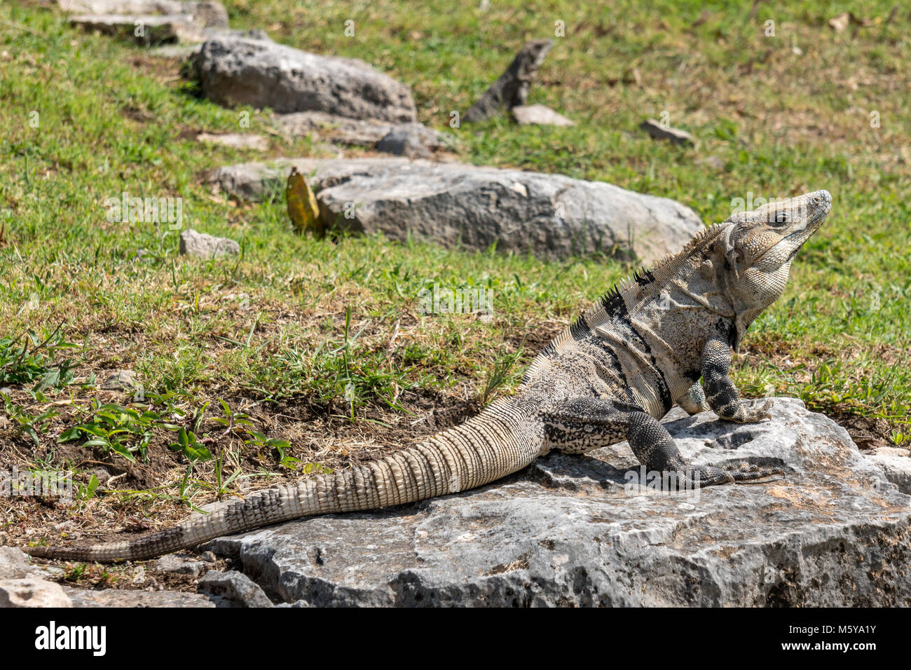 Tulum, Mexico, 20 Feb 2018. A spinytail iguana (Ctenosaurs) is seen in ...