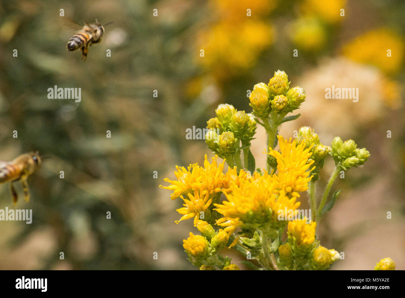 Honey bees mid-flight. Taken at Malibu Lagoon Stock Photo - Alamy