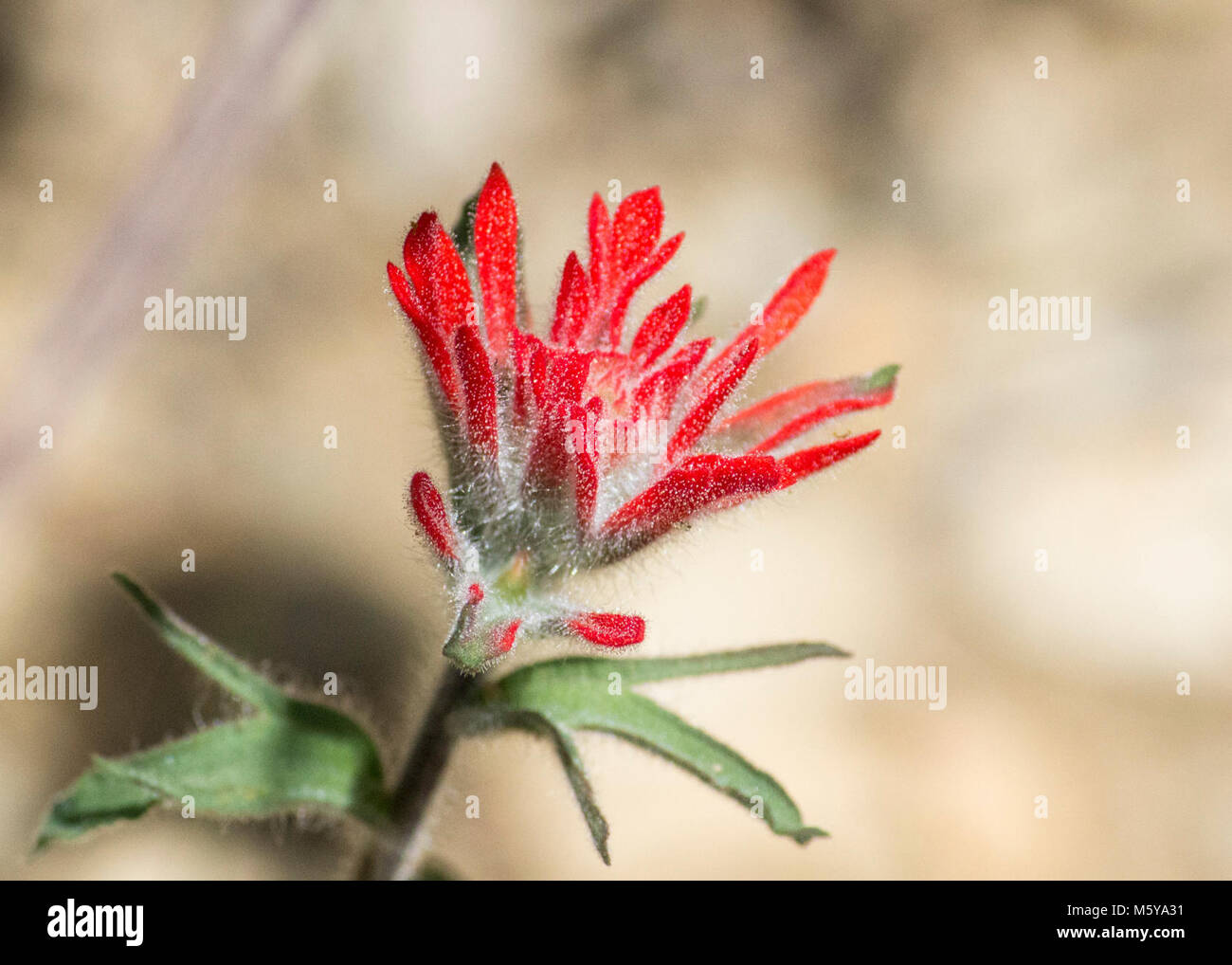Indian Paintbrush. Indian Paintbrush, Nicholas Flat Stock Photo - Alamy