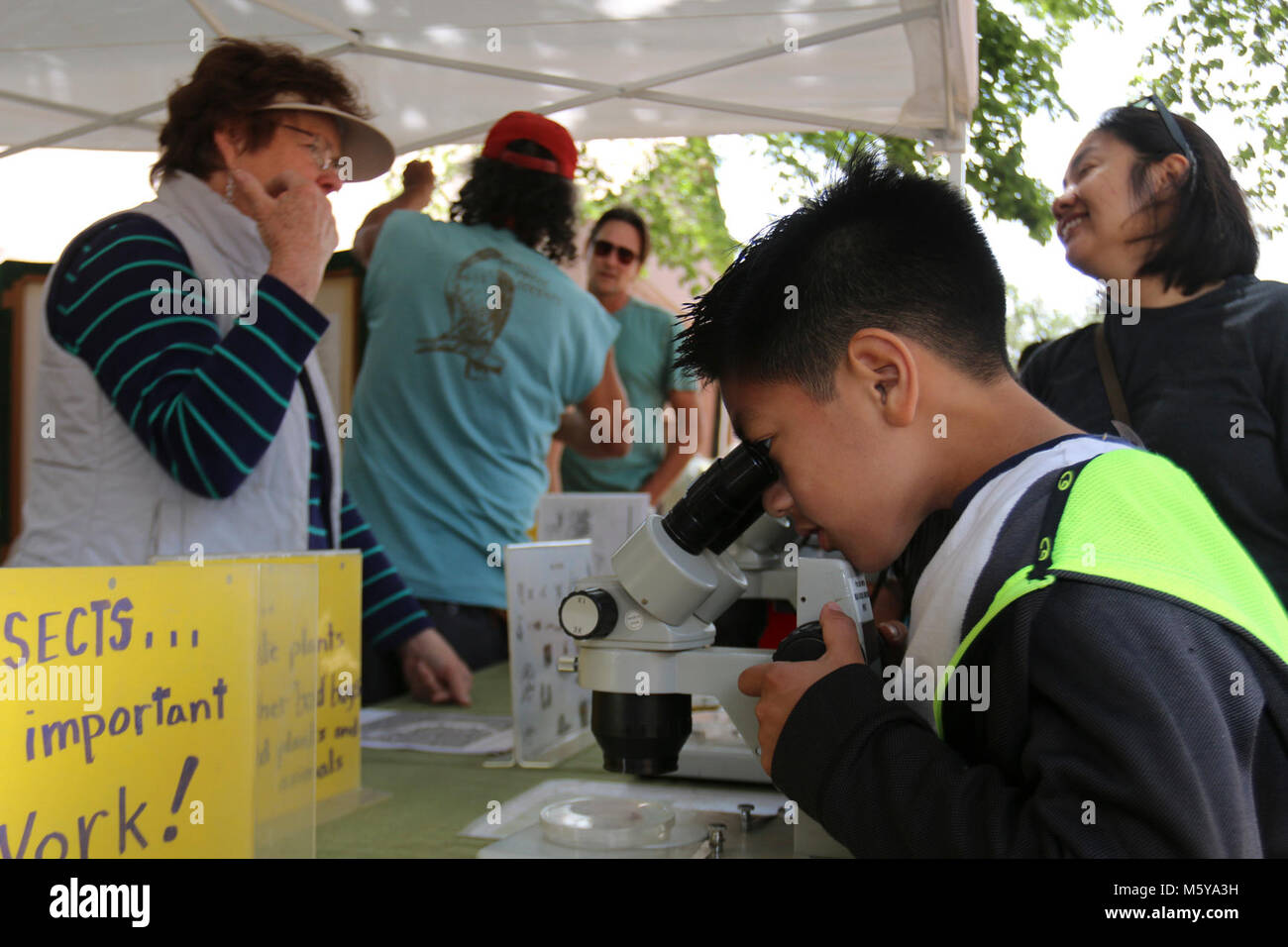 Insect under the scope Stock Photo - Alamy