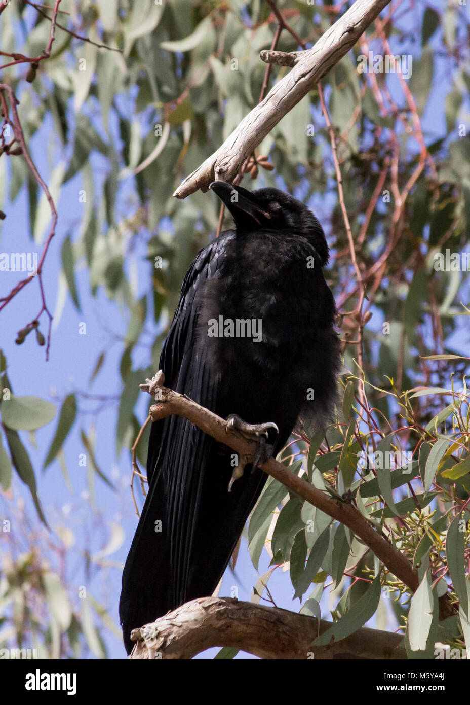 Juvenile raven. (Possibly sleeping?) juvenile raven, Charmlee ...