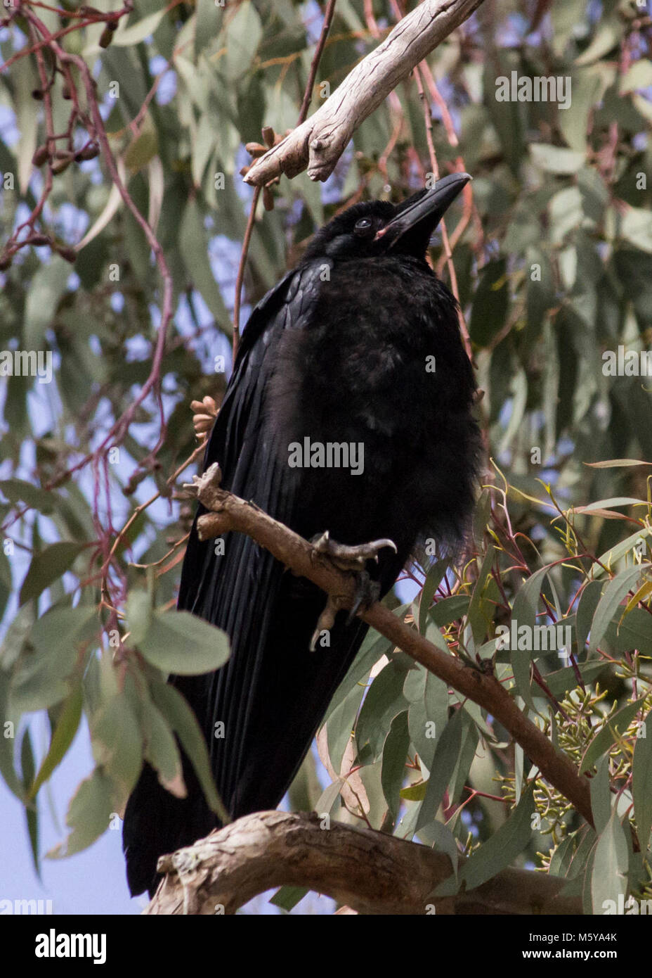 Juvenile Raven. Juvenile Raven Stock Photo - Alamy